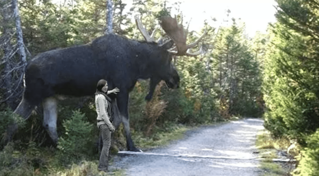 Se den utrolige filmen der overraskende store dyr ble fanget på tape ...